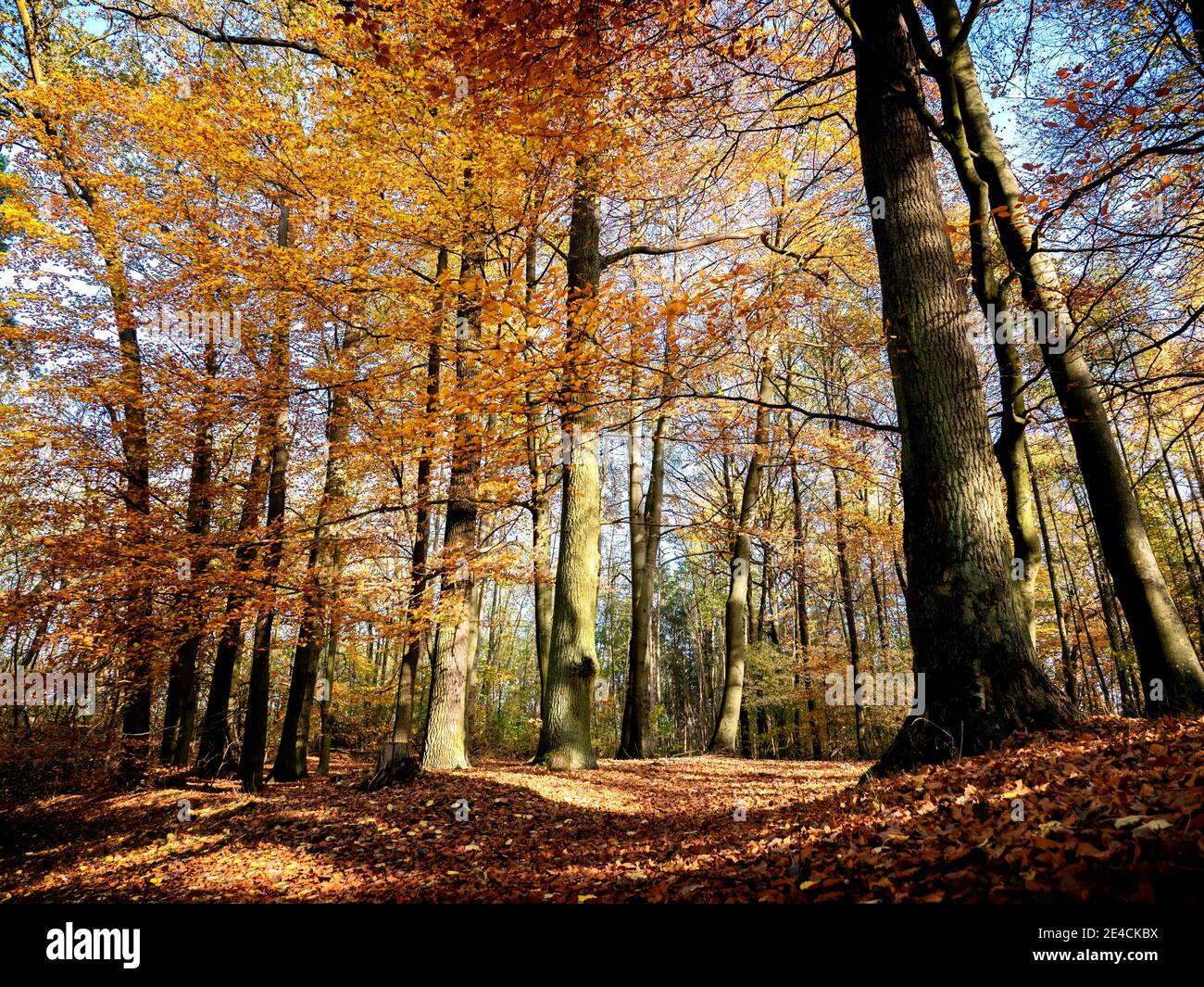 The red autumn leaves of a beech forest shine in the sun Stock Photo ...