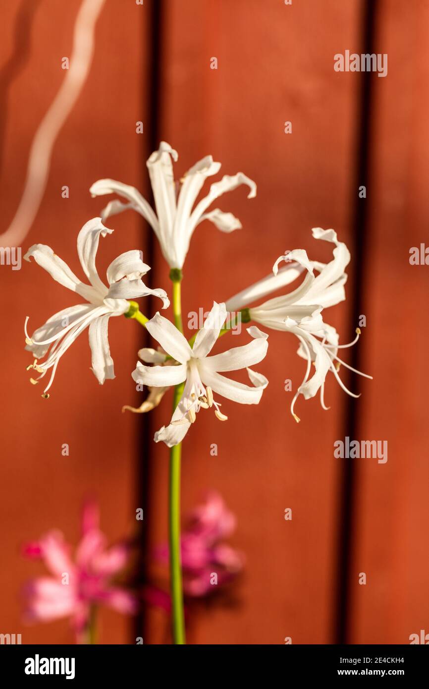 'Alba' Cornish lily, Nymflilja (Nerine Bowdenii Stock Photo - Alamy