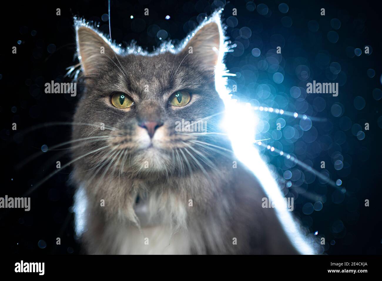 portrait of a cute blue tabby maine coon cat outdoors at night sitting ...