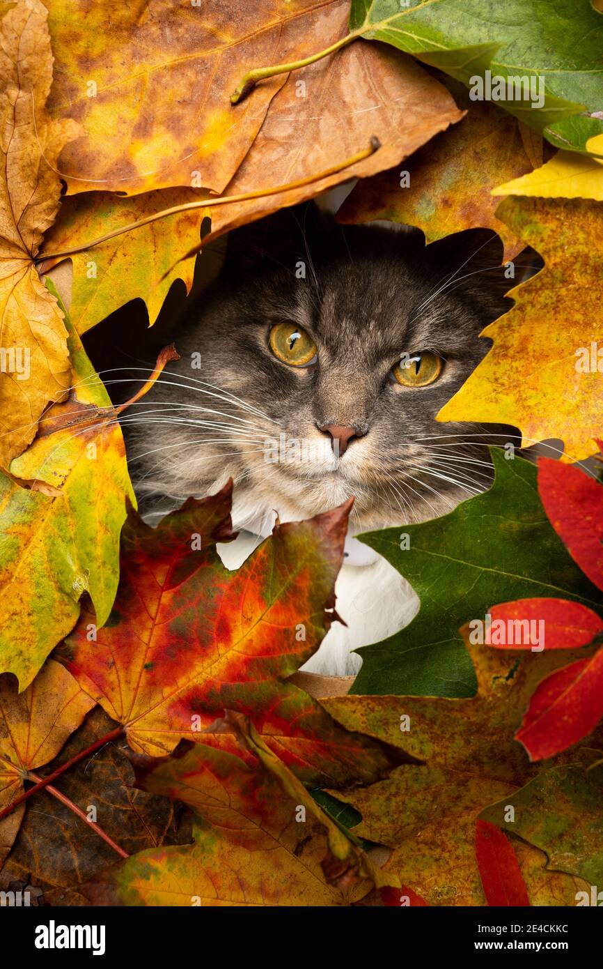curious blue tabby white maine coon cat looking through a hole of ...