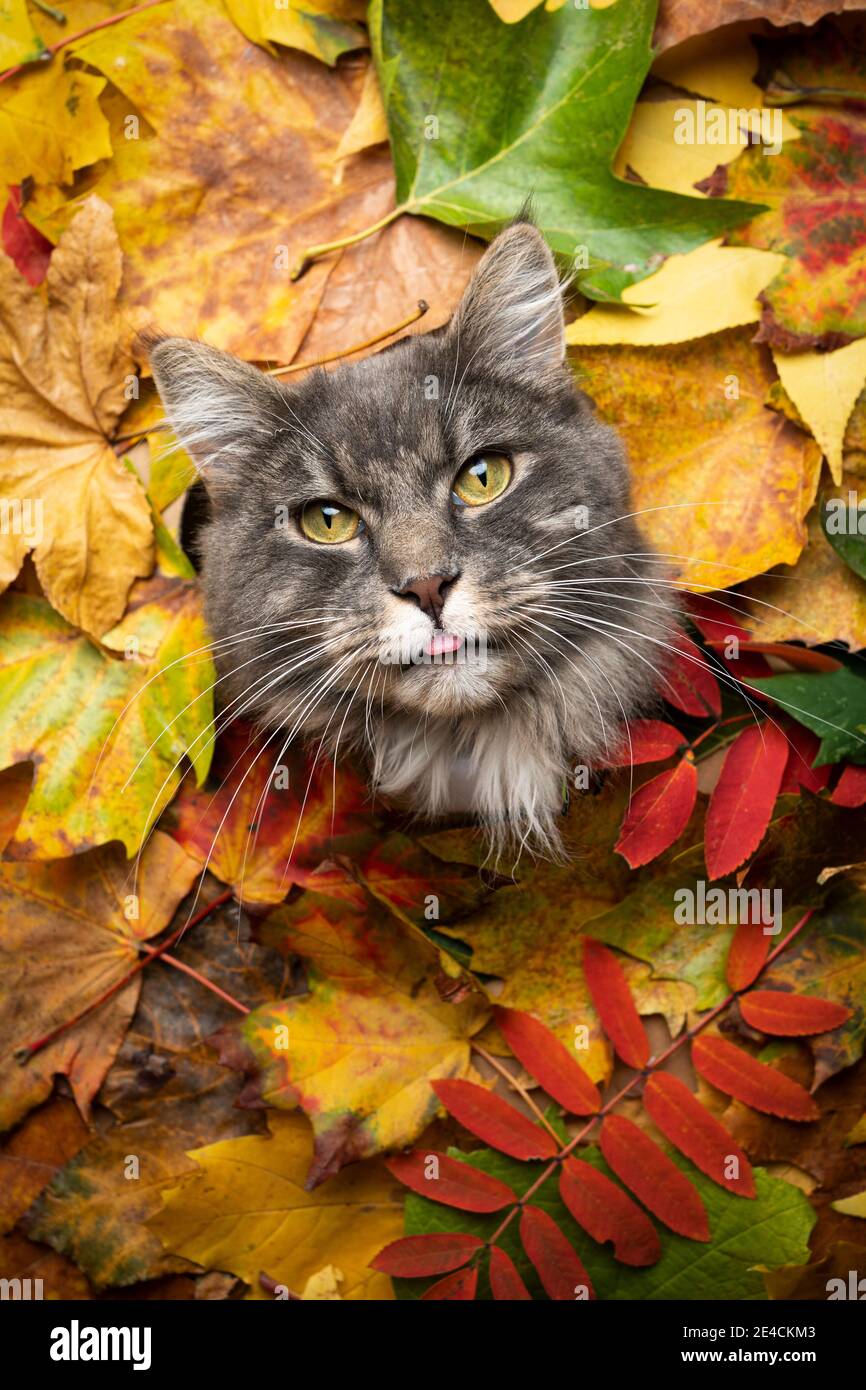 cute blue tabby white maine coon cat sticking head through a hole of ...