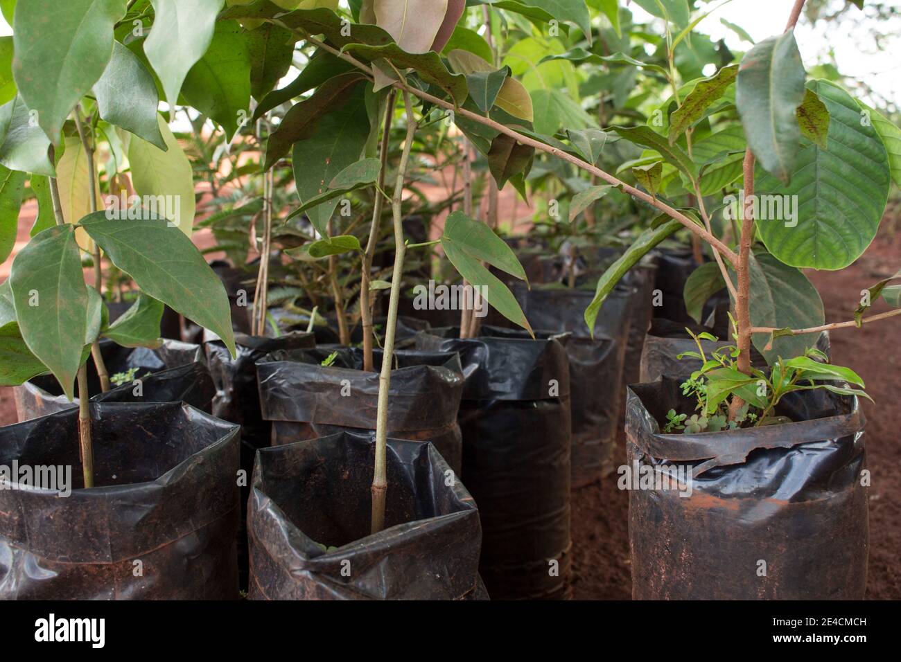 Bunch of health tree seedlings together ready to be planted at a ...