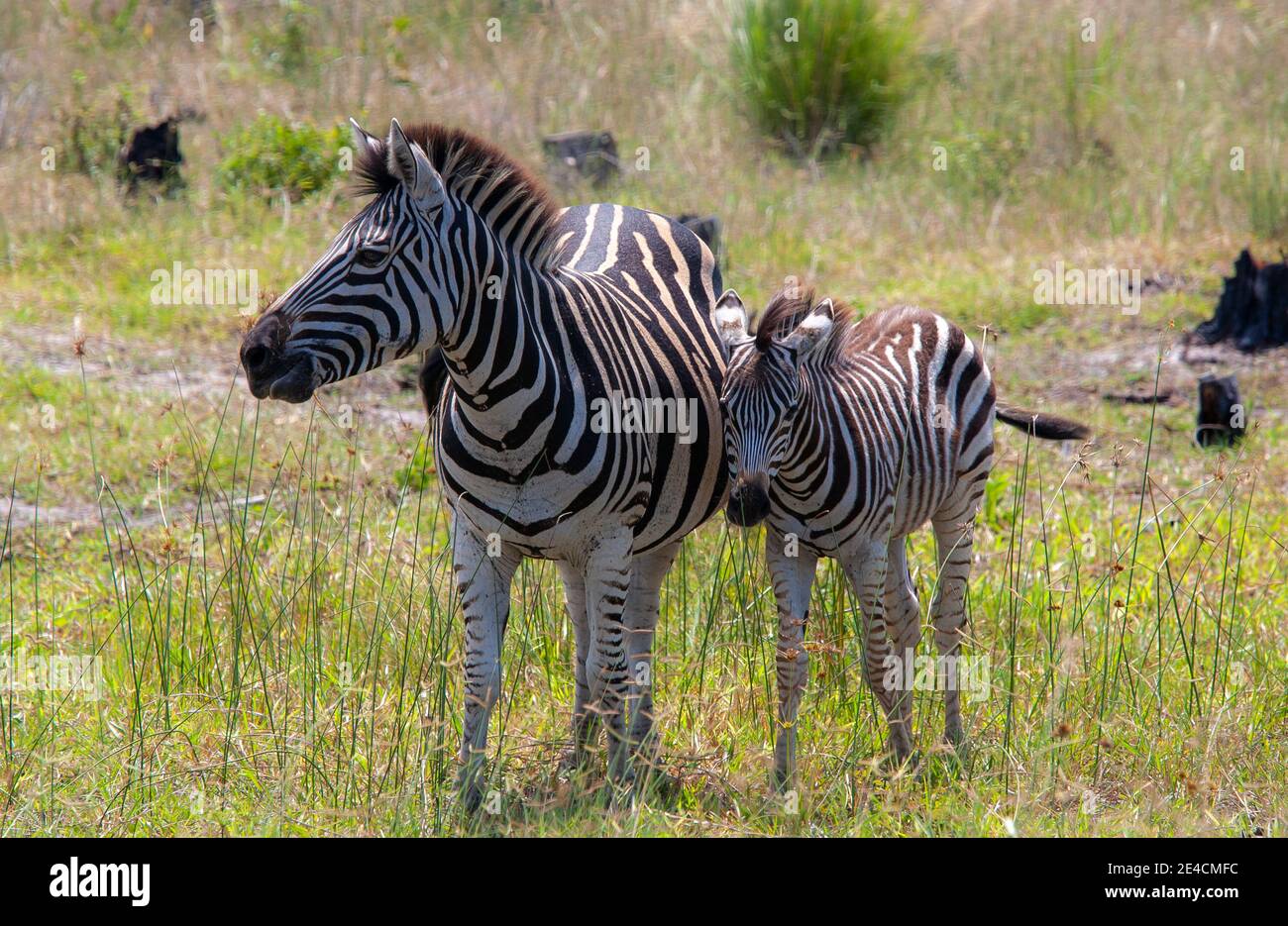Zebra Chewing High Resolution Stock Photography and Images - Alamy