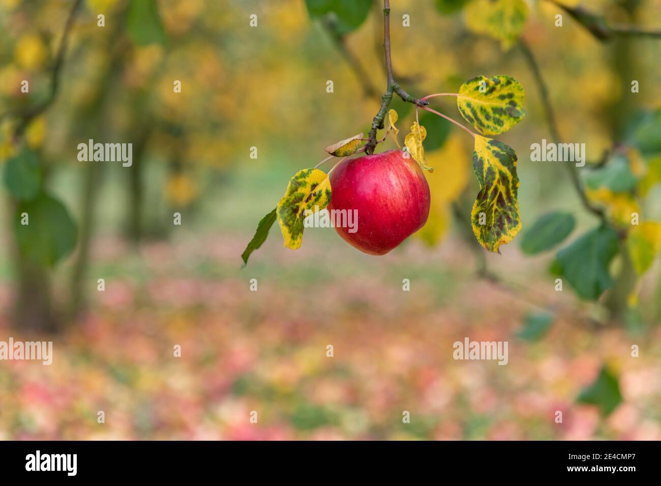 Hunger in europe hi-res stock photography and images - Alamy