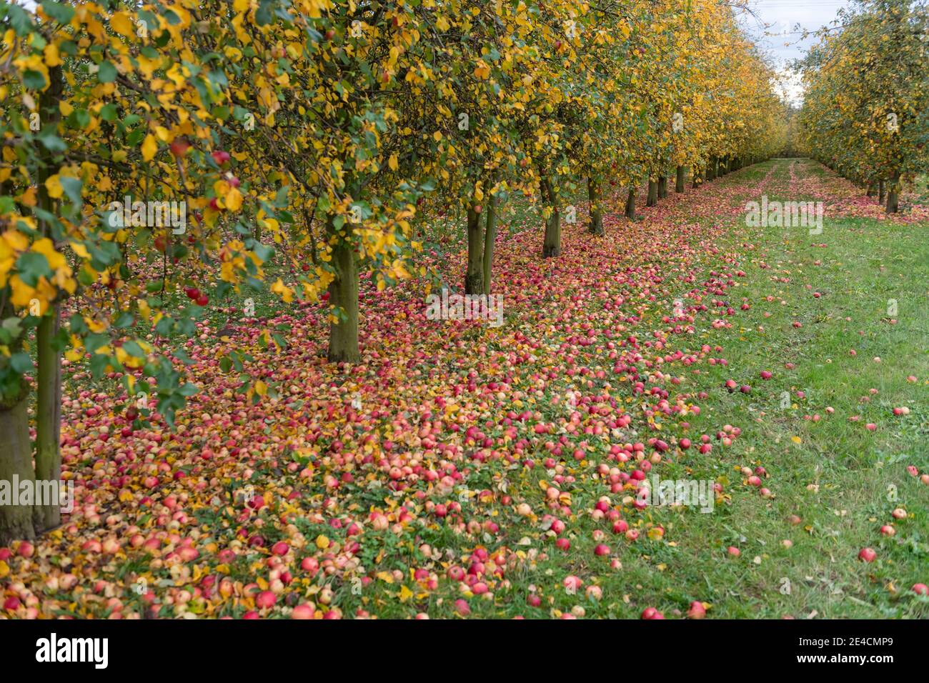 Europe, Germany, Baden-Wuerttemberg, apple orchard in autumn Stock ...