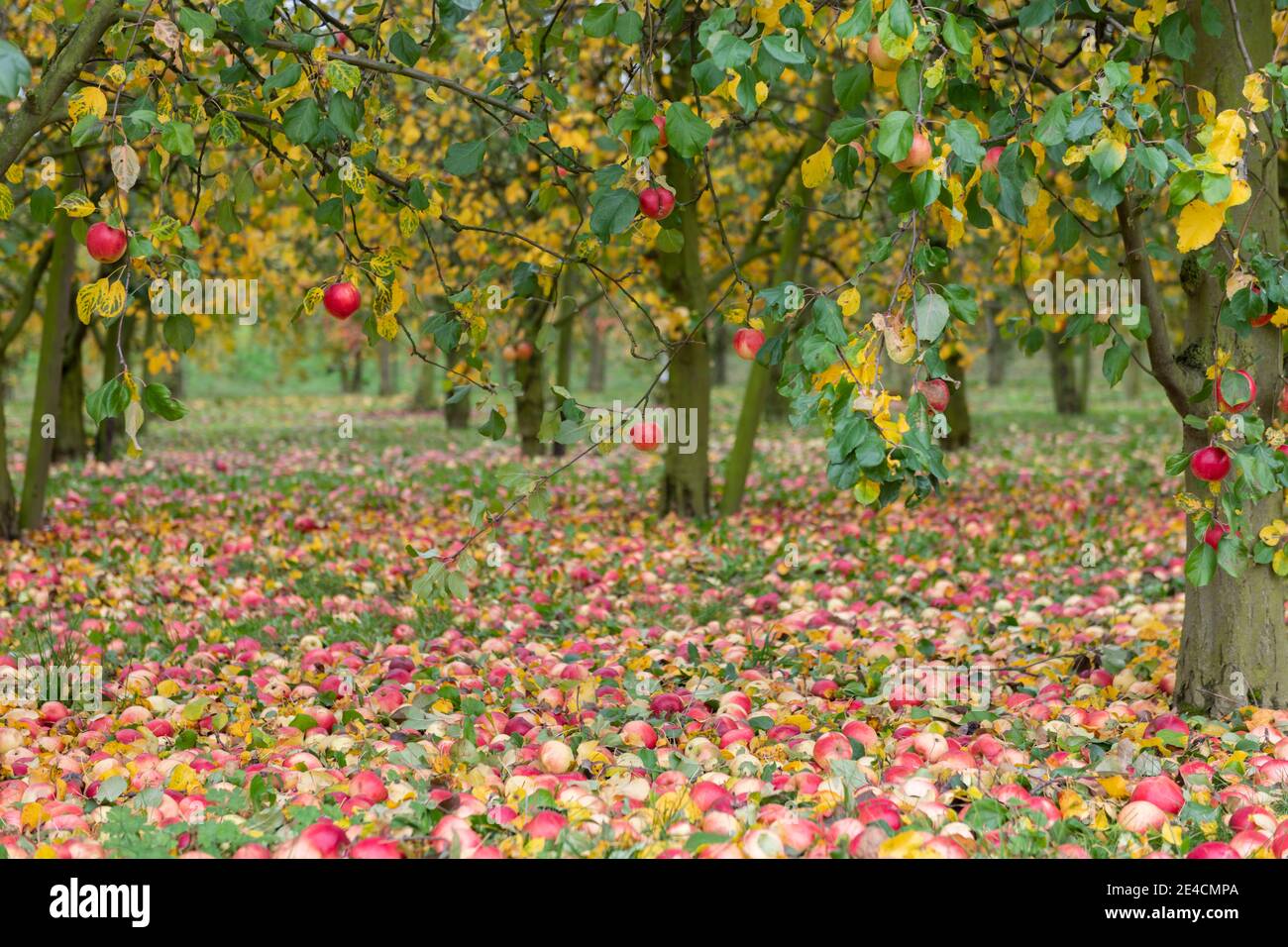 Apple orchard exterior hi-res stock photography and images - Alamy