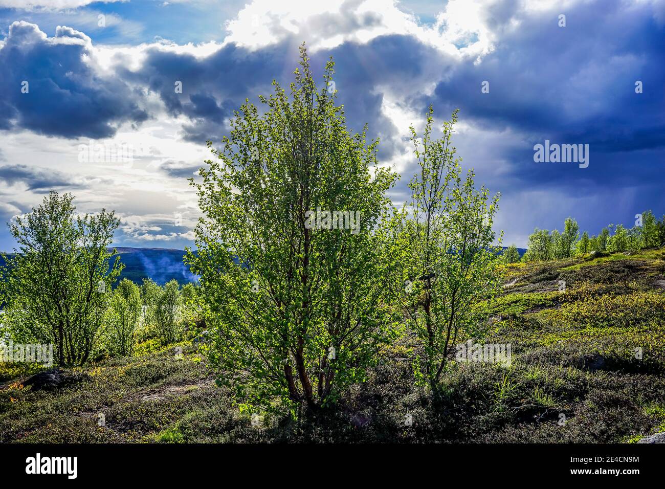 Natural landscape with trees and vegetation in the tundra Stock Photo ...