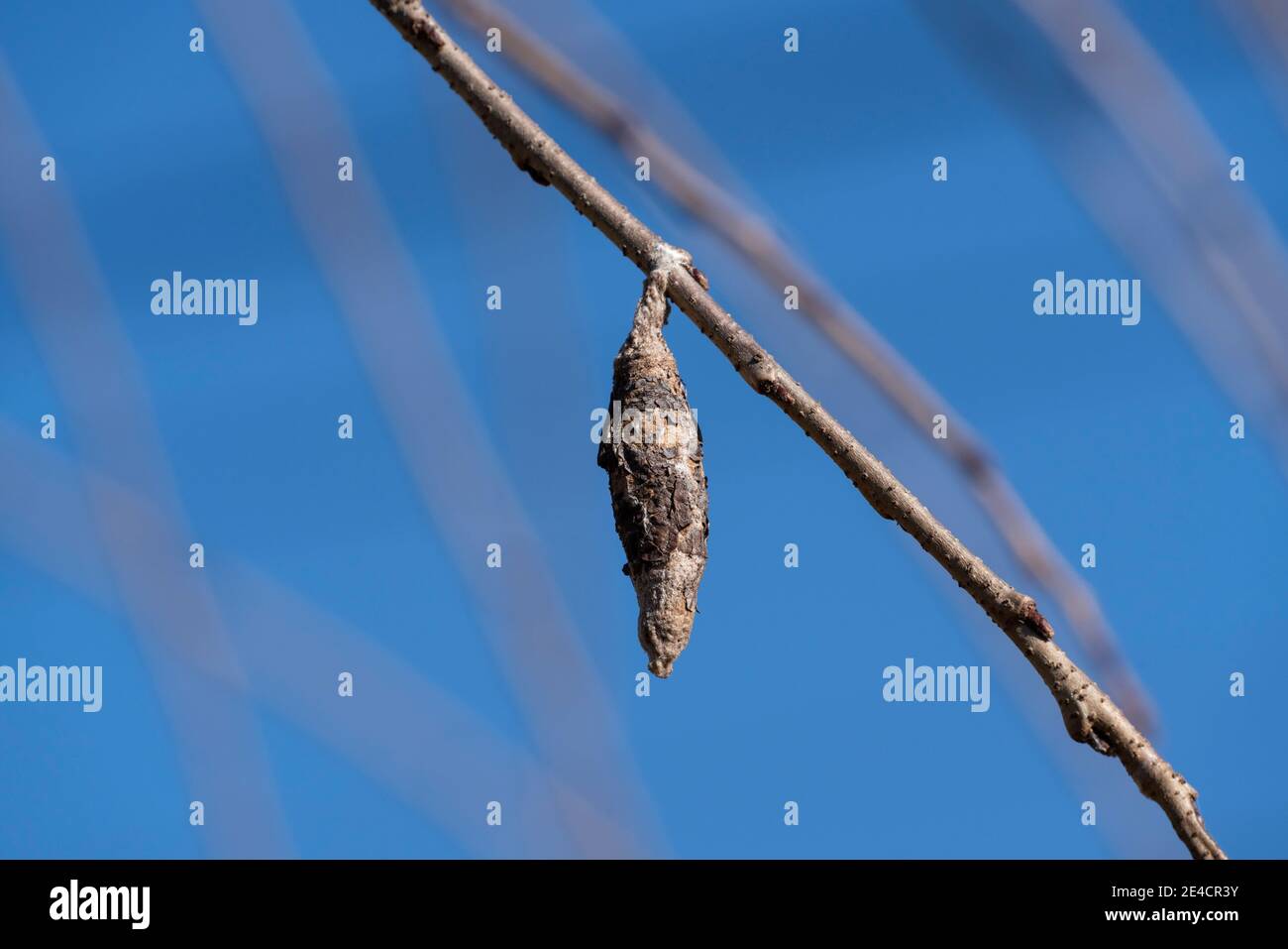 Bagworm moth on cherry tree, Isehara City, Kanagawa Prefecture, Japan ...