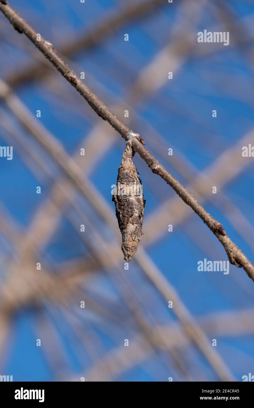 Bagworm moth hi-res stock photography and images - Alamy