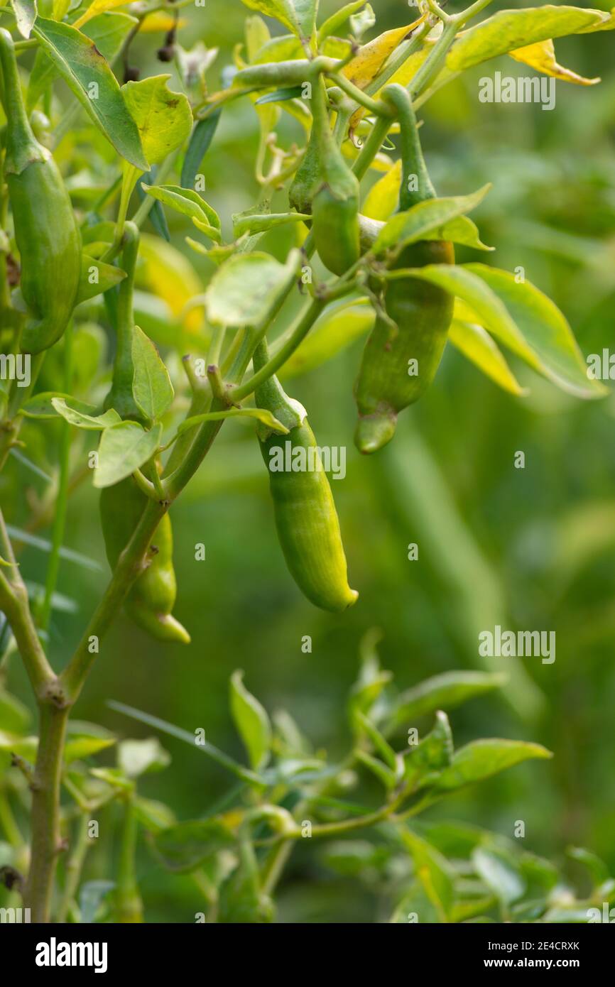 Green chilli tree hi-res stock photography and images - Alamy