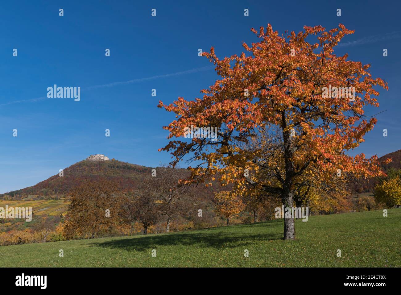 Europe, Germany, Baden-Wuerttemberg, Swabian Alb, Biosphere Area ...