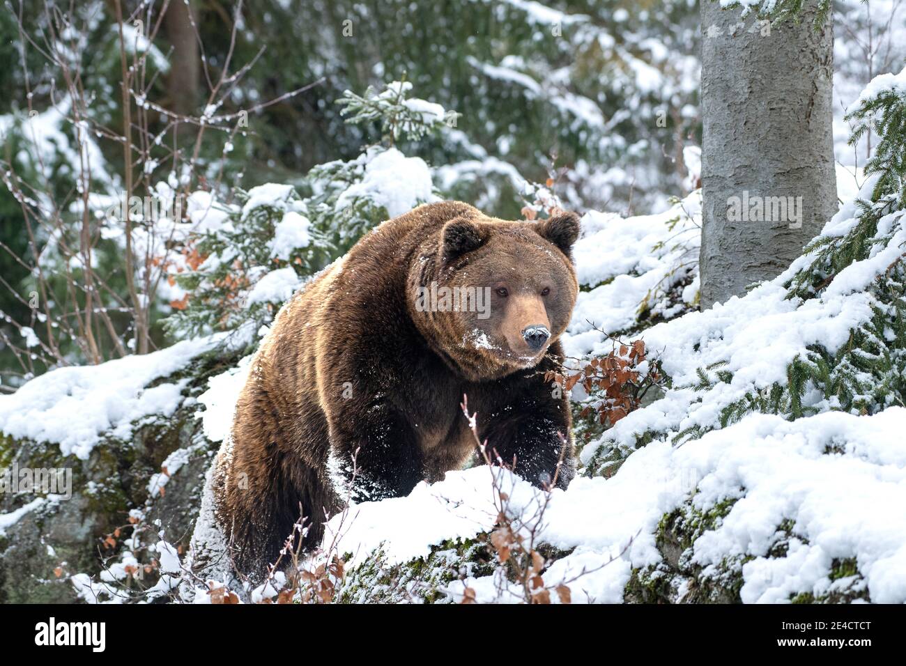 Bear in woodland hi-res stock photography and images - Alamy