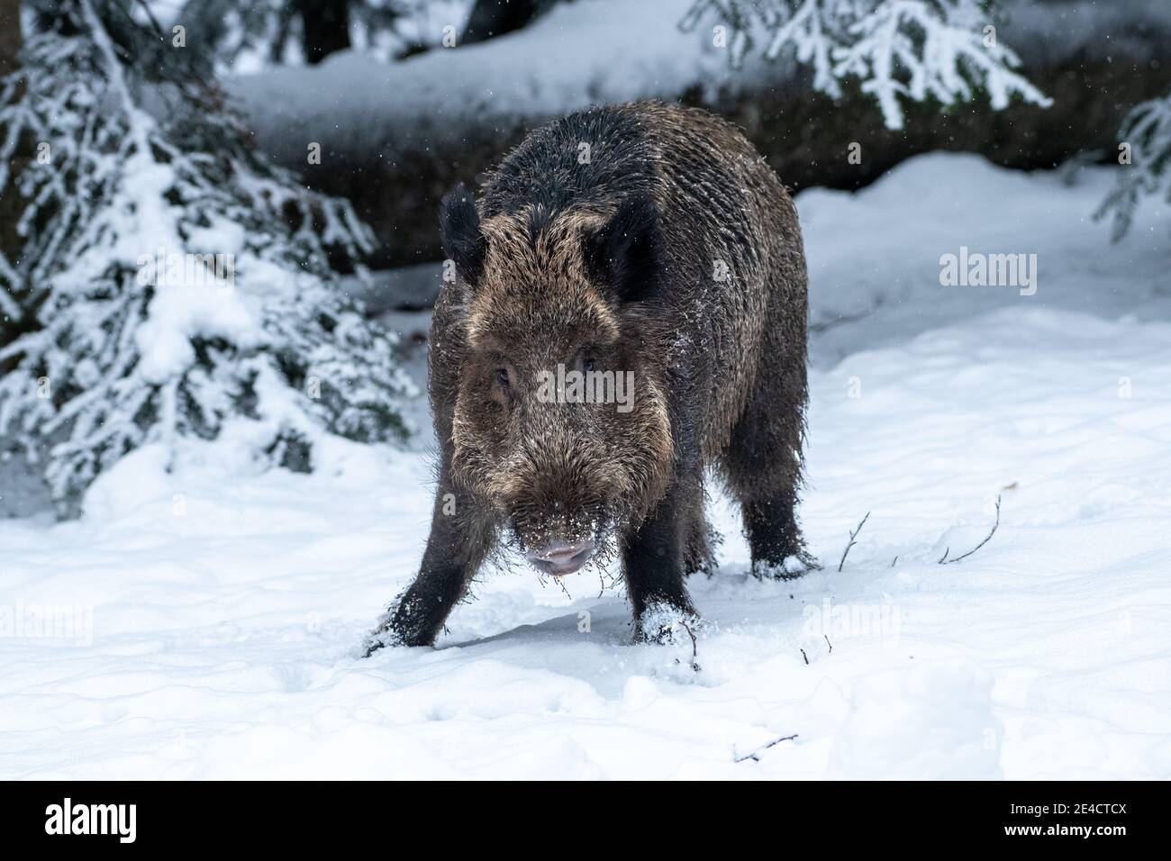 Boar in its natural habitat hi-res stock photography and images - Alamy