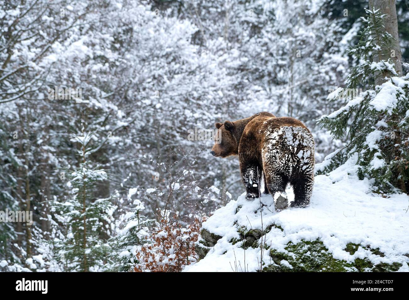 Bear in woodland hi-res stock photography and images - Alamy