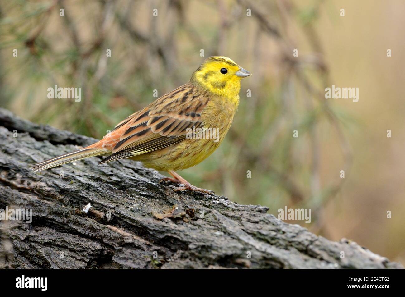 Sedentary bird hi-res stock photography and images - Alamy