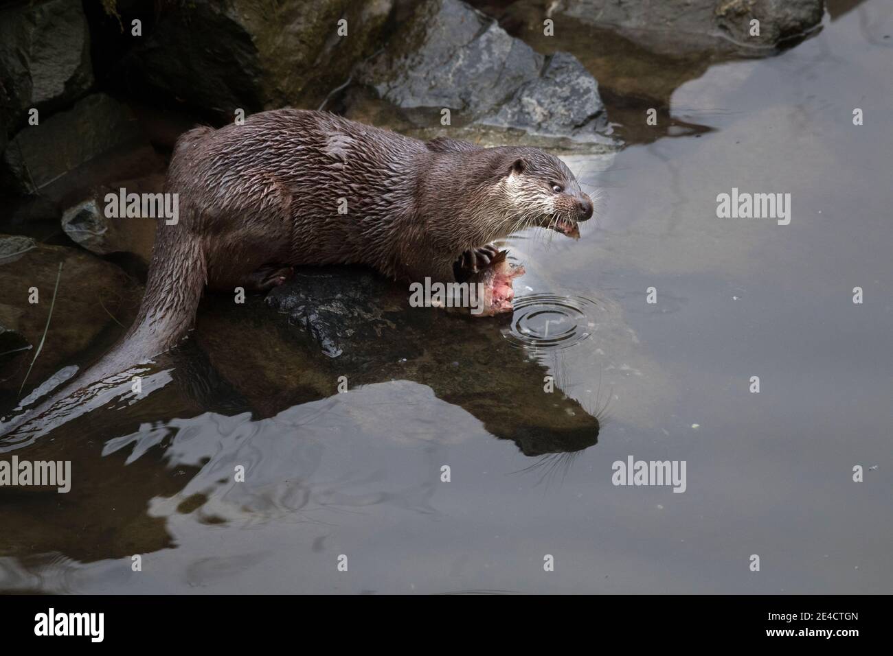 Otter brook hi-res stock photography and images - Alamy