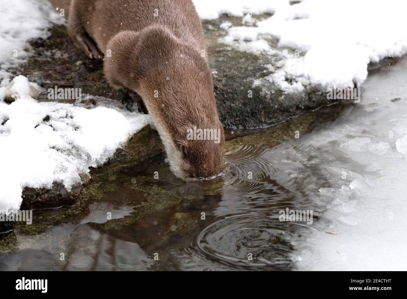 Otter habitat hi-res stock photography and images - Alamy