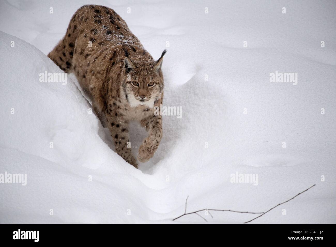 Lynxes lynx in snow hi-res stock photography and images - Alamy
