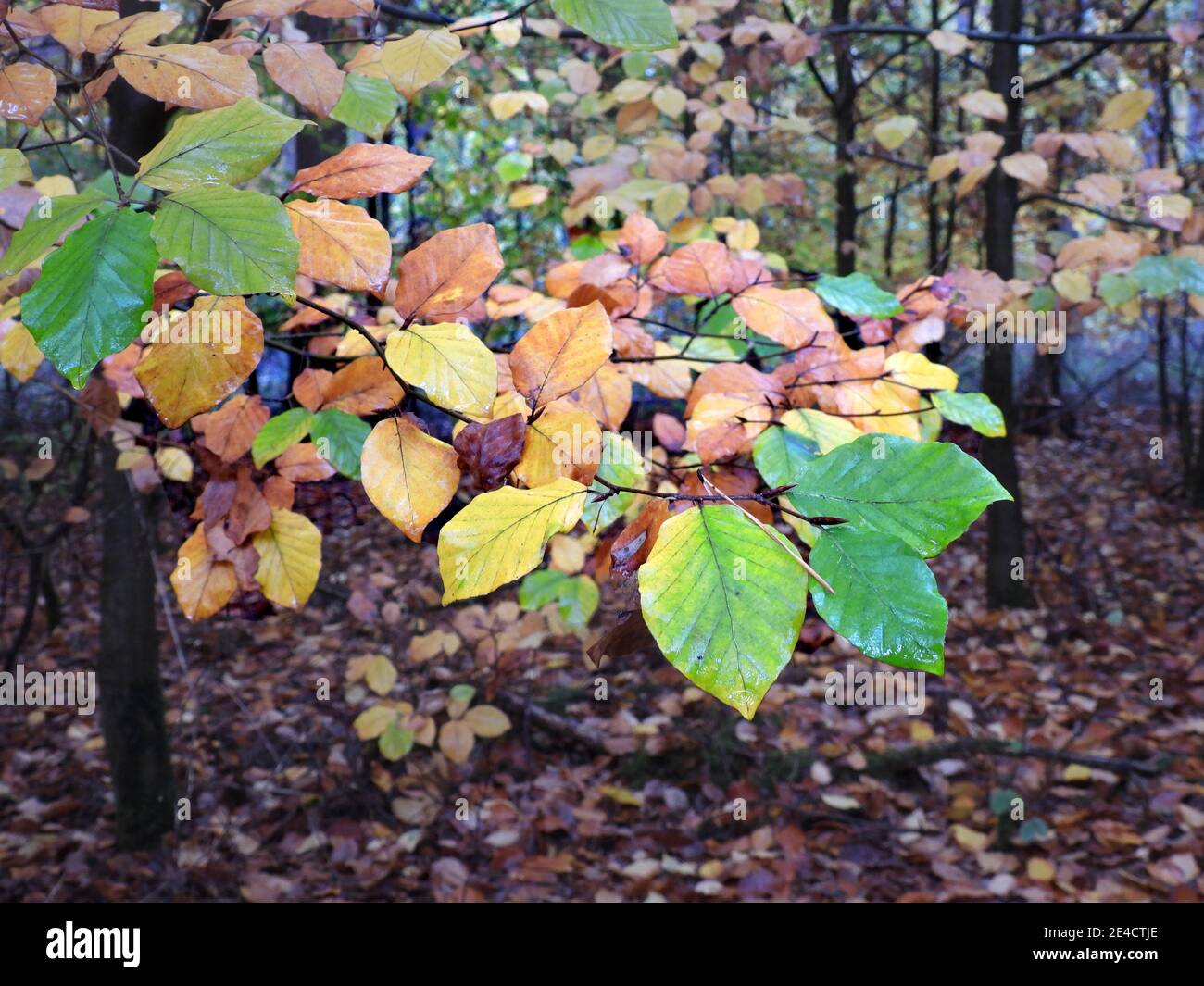 Fall colors in the forest Stock Photo - Alamy