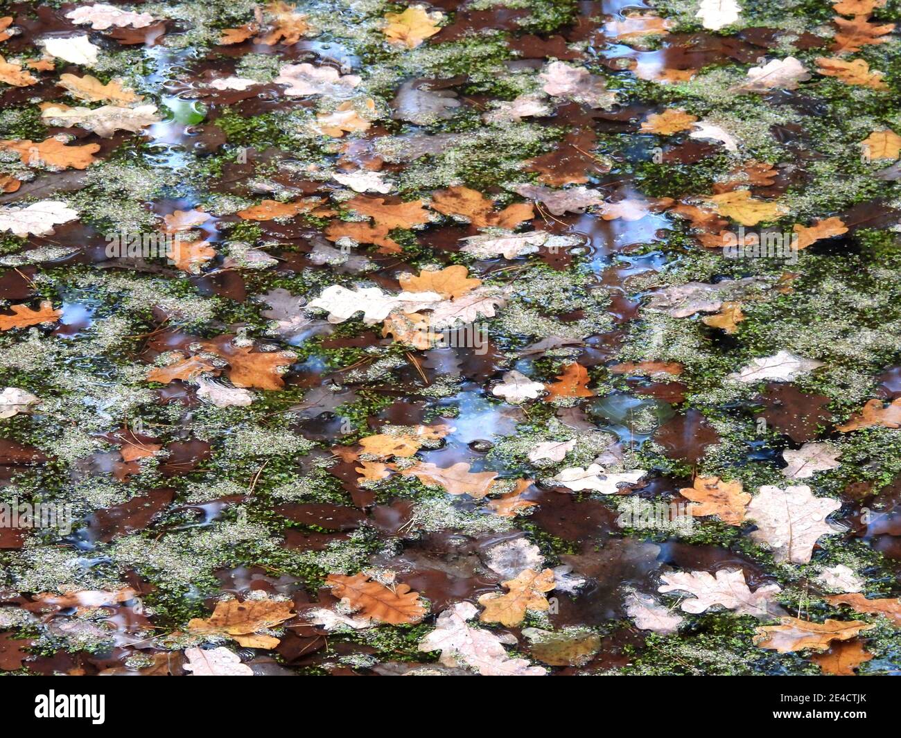 Fall colors in the forest Stock Photo - Alamy