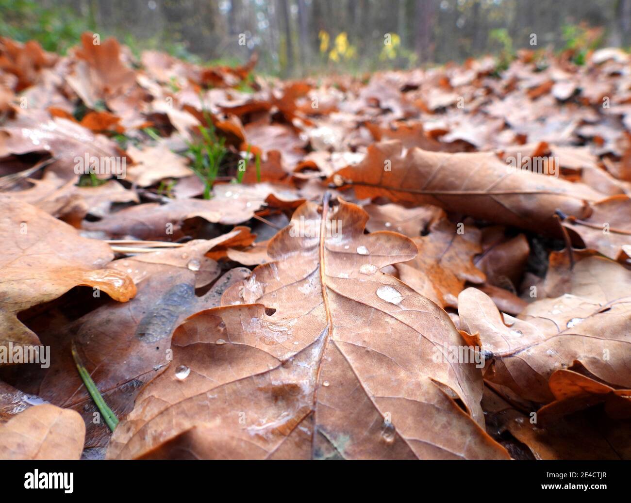 Fall colors in the forest Stock Photo - Alamy