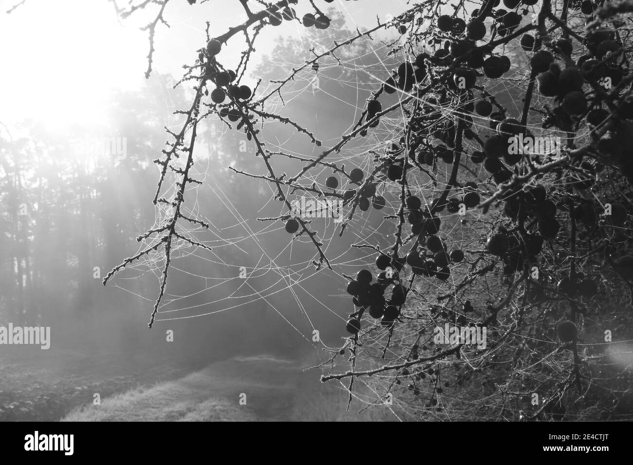 Fall colors autumn colors Black and White Stock Photos & Images - Alamy