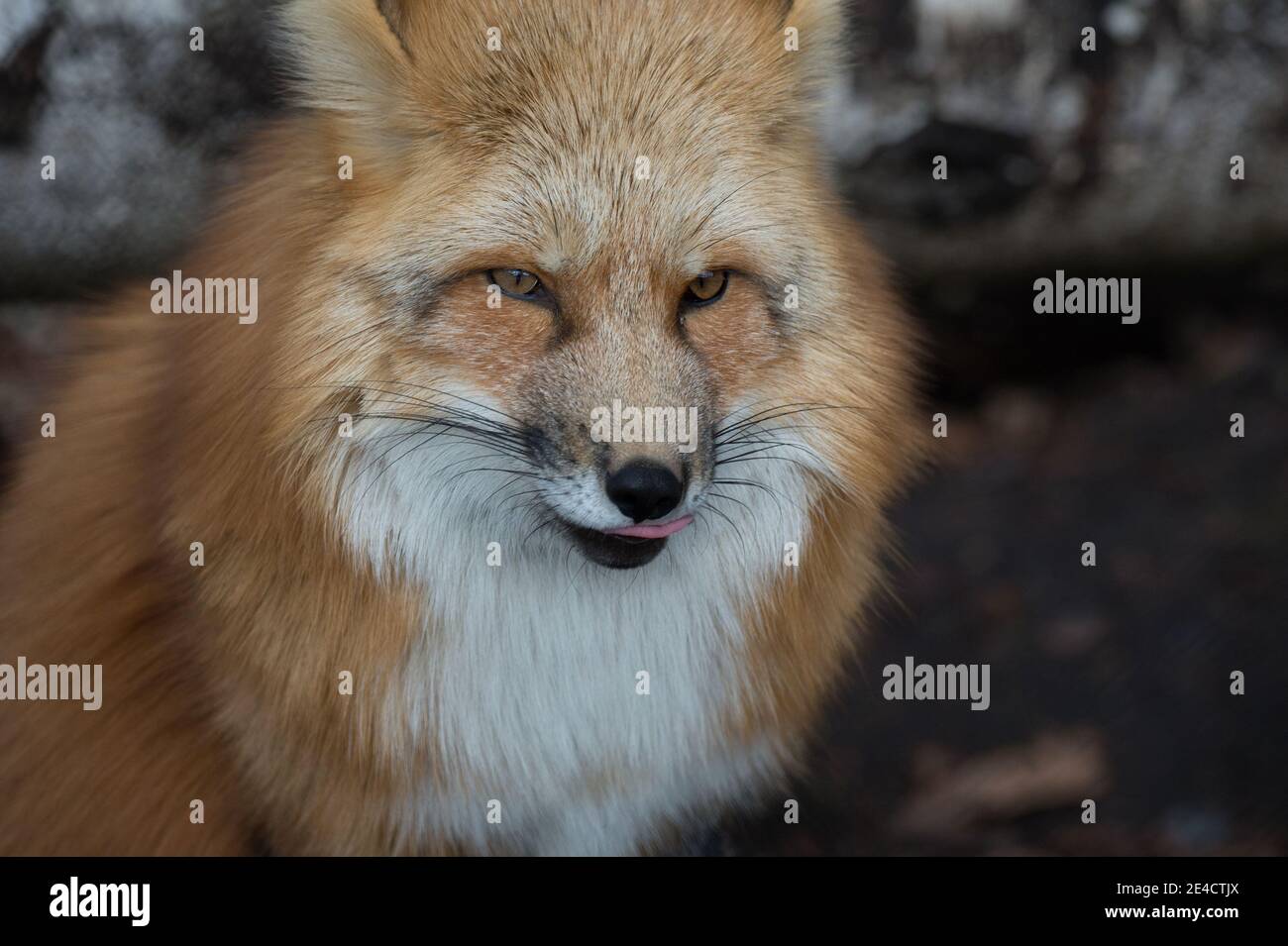 Pure corner fox hi-res stock photography and images - Alamy