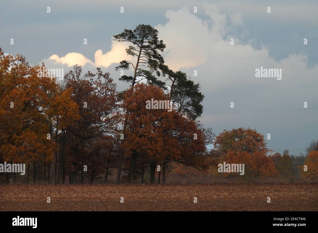 Fall colors in the forest Stock Photo - Alamy