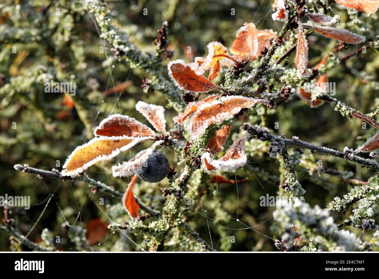 Fall colors in the forest Stock Photo - Alamy