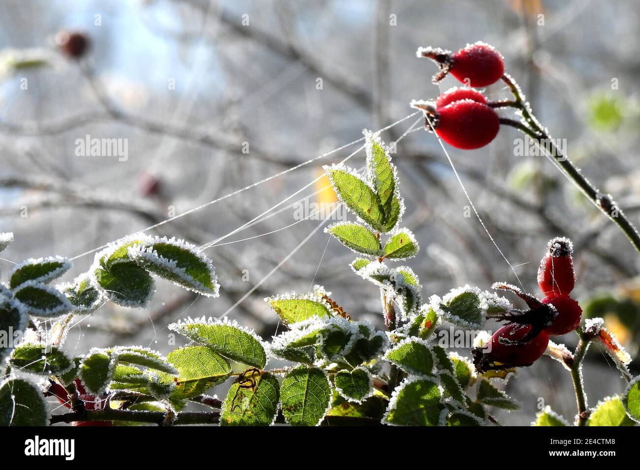 Fall colors in the forest Stock Photo - Alamy