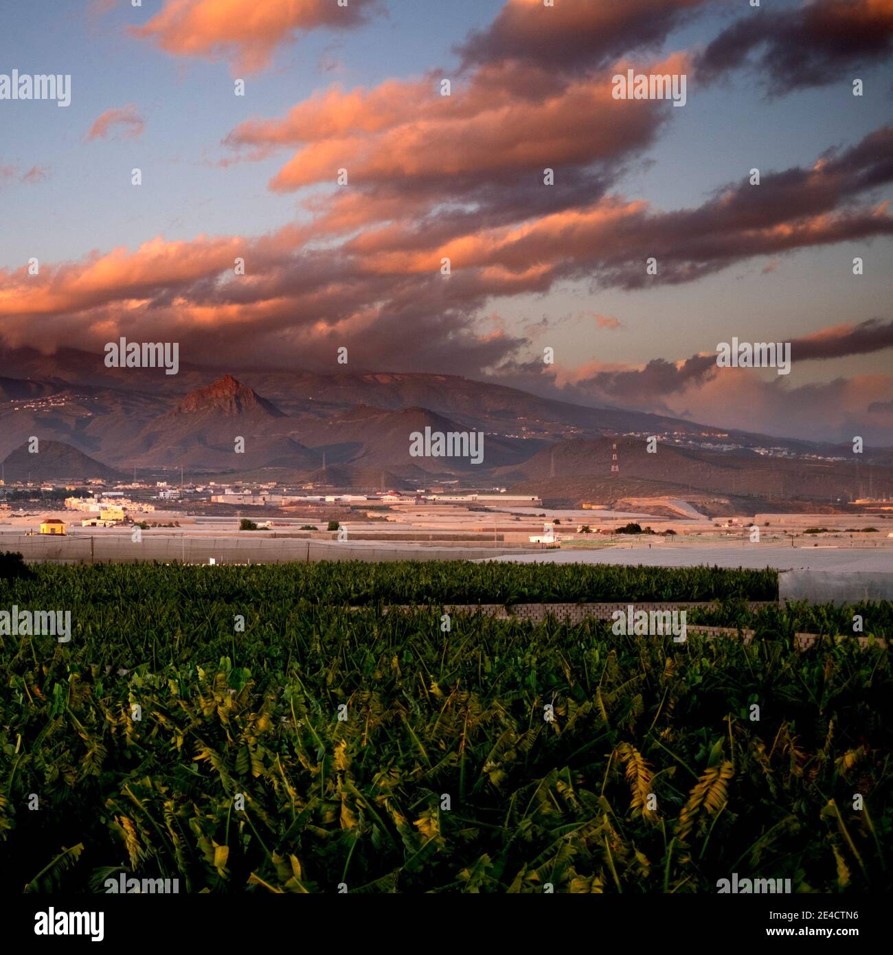 Landscape sunset beautiful view of tree bananas plantation and ...