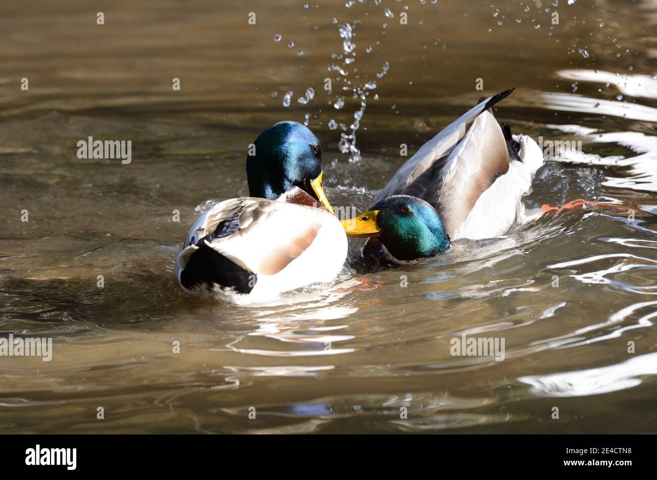 Mating season of mallards hi-res stock photography and images - Alamy