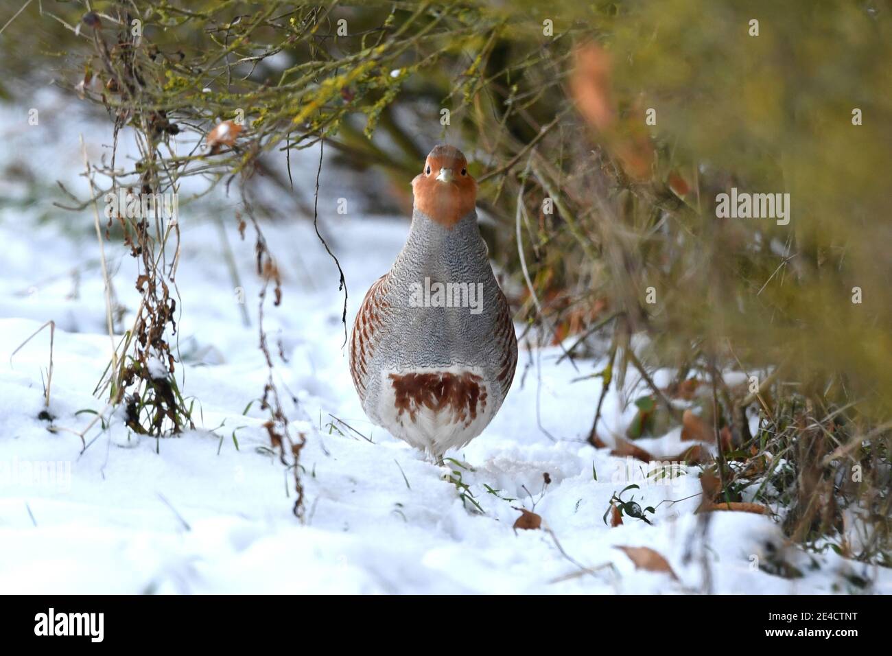 Partridges in the snow hi-res stock photography and images - Alamy