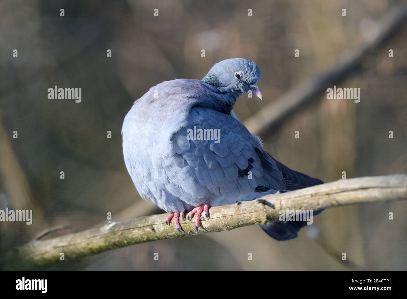 Stock dove habitat hi-res stock photography and images - Alamy