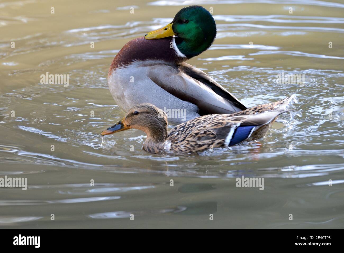 Mating season of mallards hi-res stock photography and images - Alamy