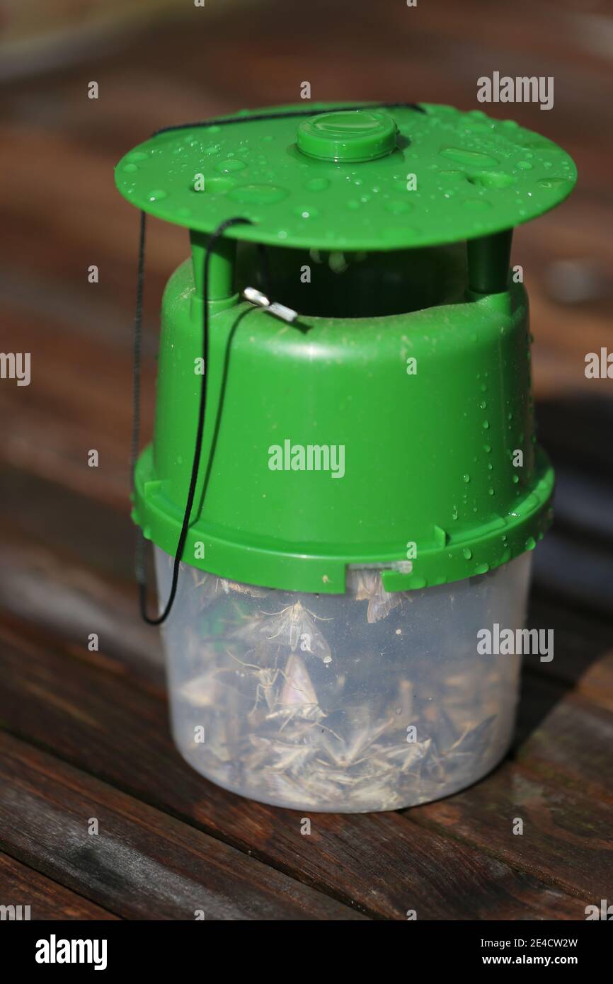 Box tree moth cydalima perspectalis in a pheromone trap hi-res stock ...