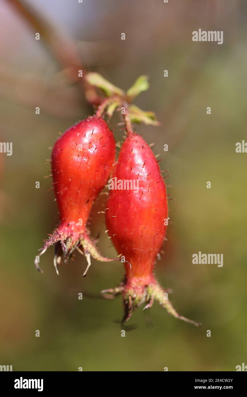 Rosa spikes hi-res stock photography and images - Alamy