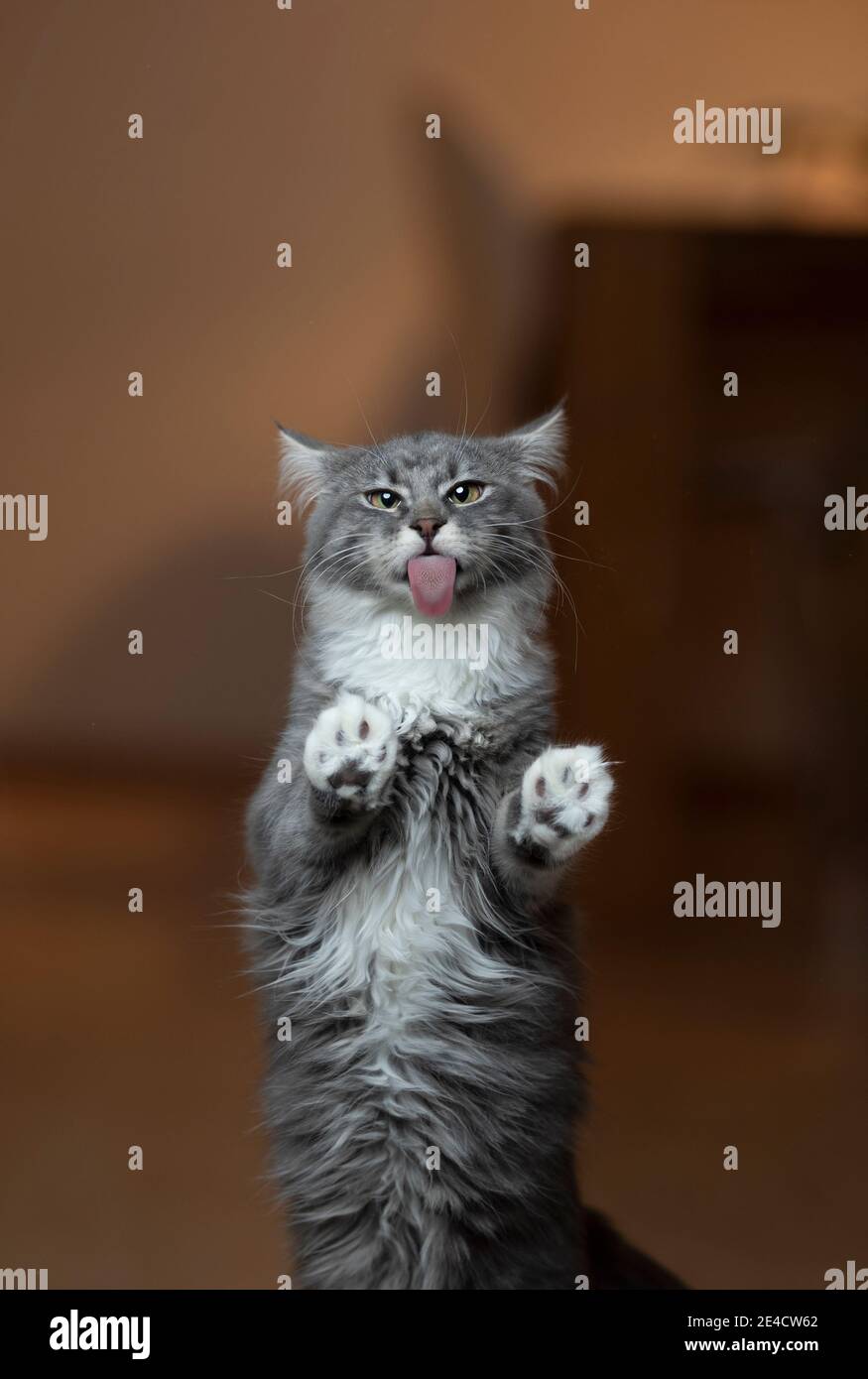 Adorable gray white maine coon kitten rearing up licking treats off a ...