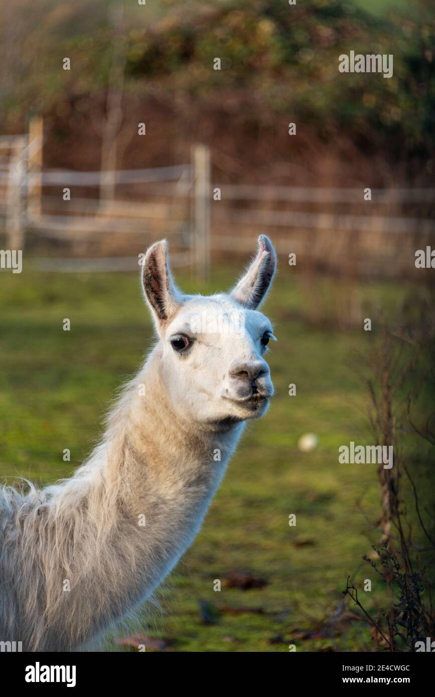 Three lamas hi-res stock photography and images - Alamy