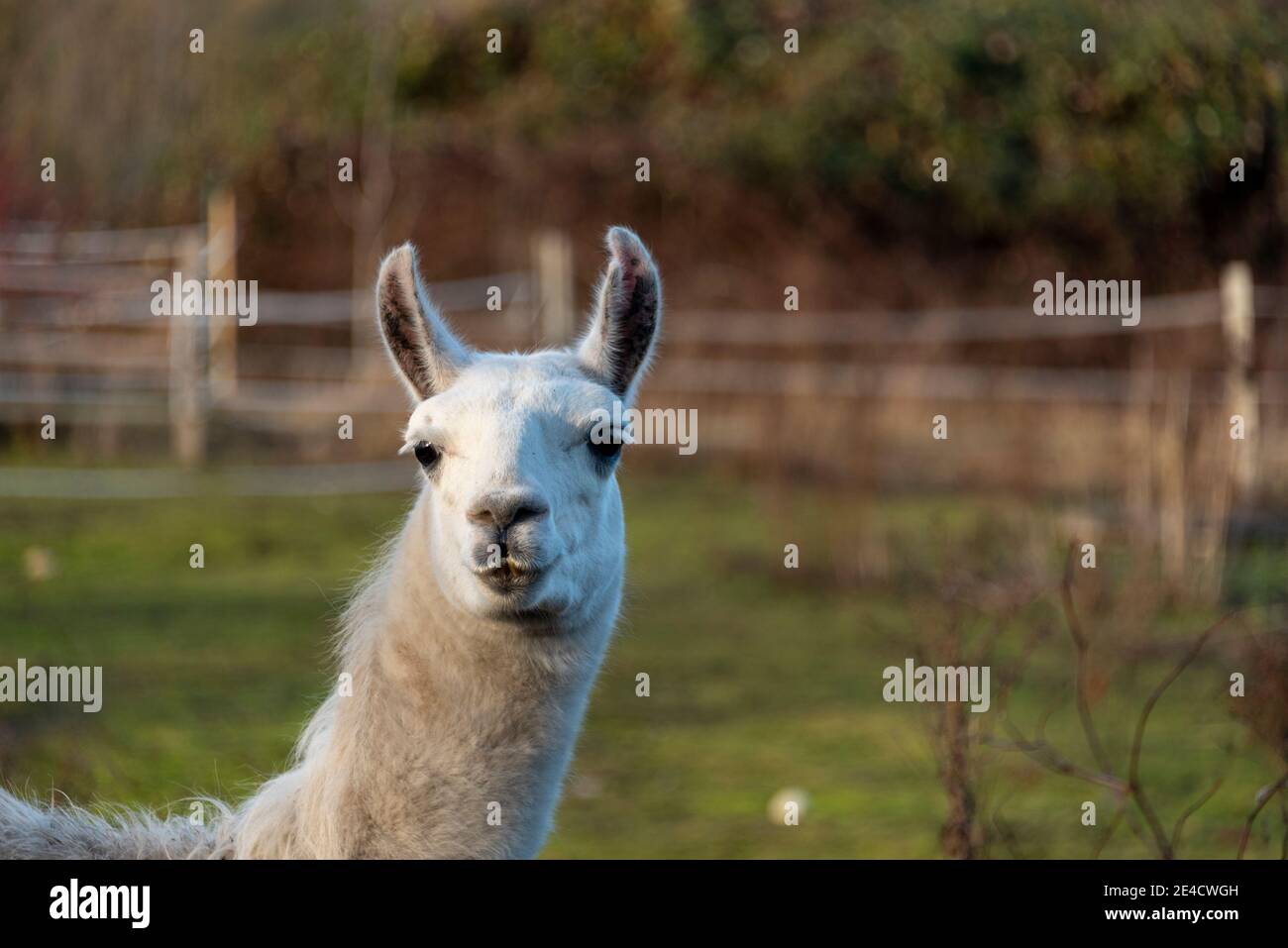 Three lamas hi-res stock photography and images - Alamy