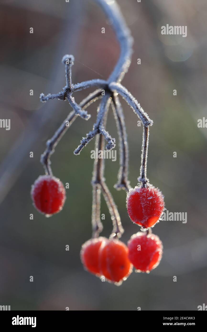 Snowball fruits hi-res stock photography and images - Alamy
