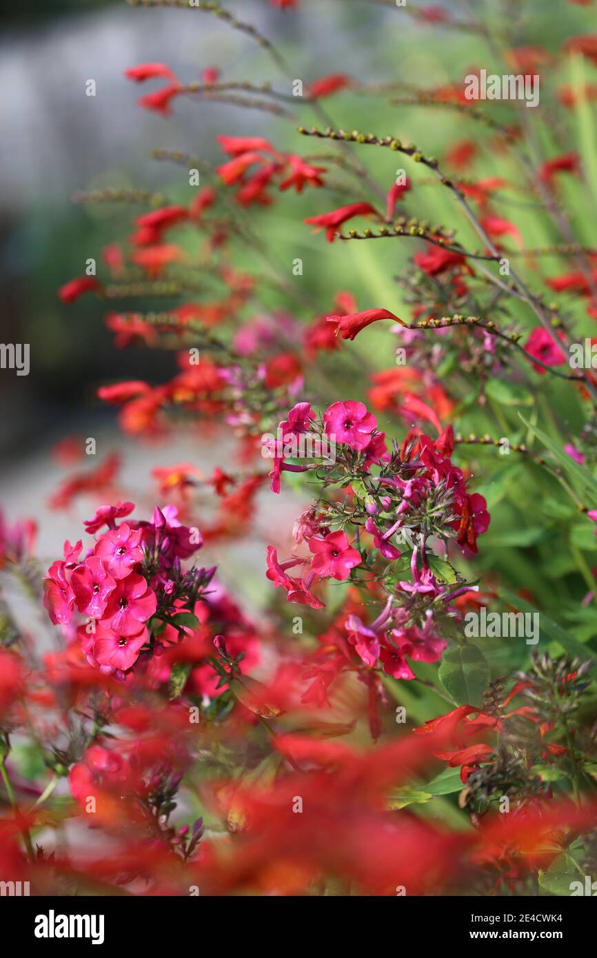 Red garden montbretia (Crocosmia x crocosmiiflora) with pink phlox ...