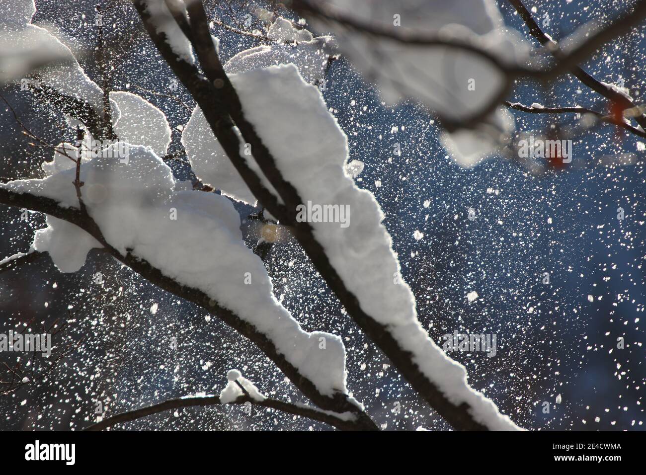 Blazing winter colour hi-res stock photography and images - Alamy