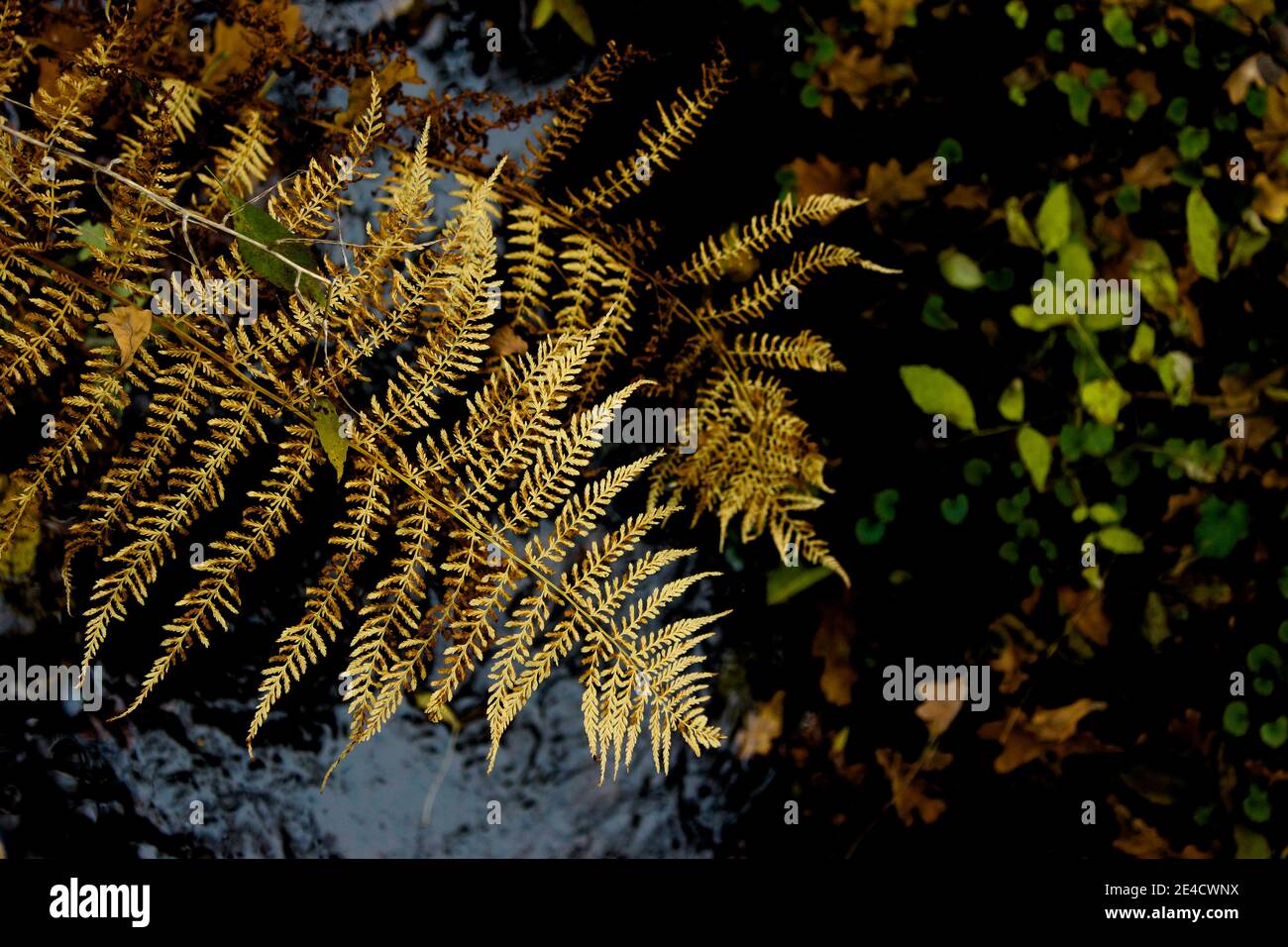 Fern leaf, withered Stock Photo - Alamy