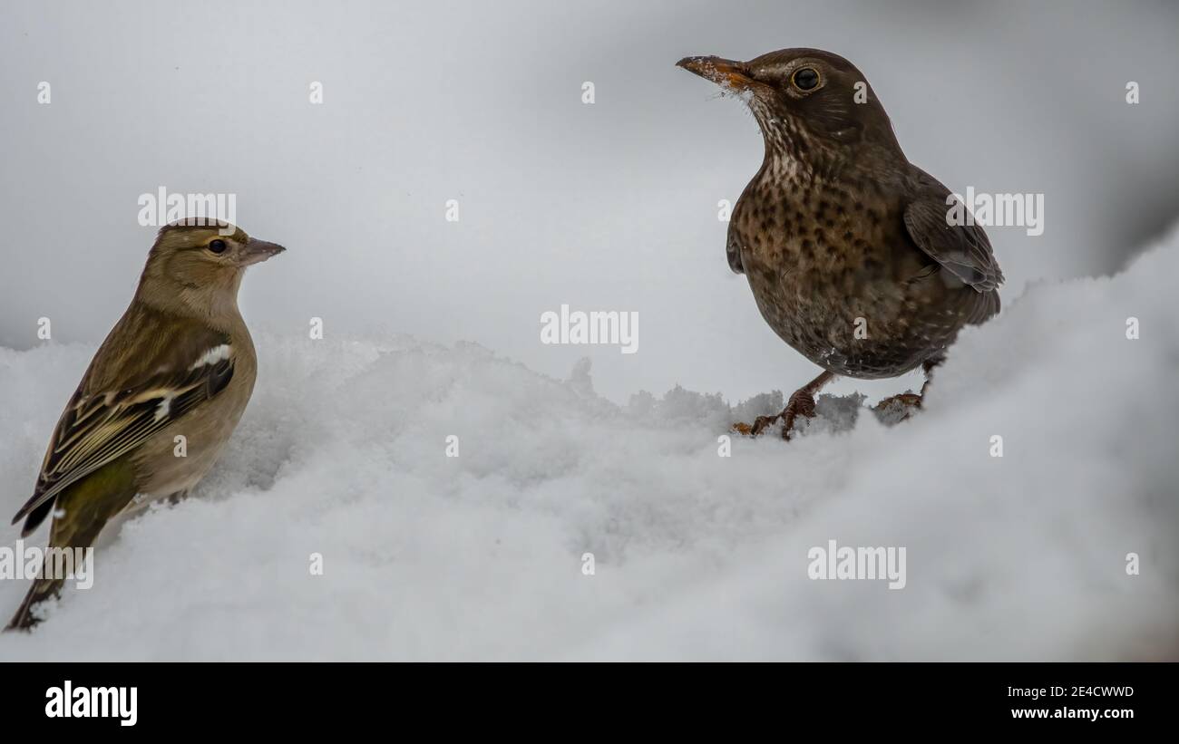 bird, natur, ast, wild lebende tiere, stieglitz, tier, baum, finch ...