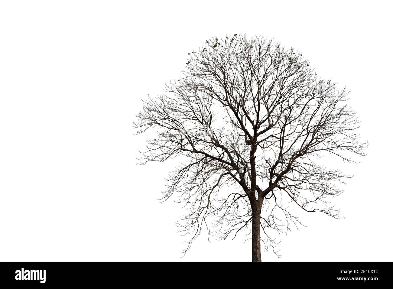 Silhouette of old dead tree with clipping path isolated on white ...