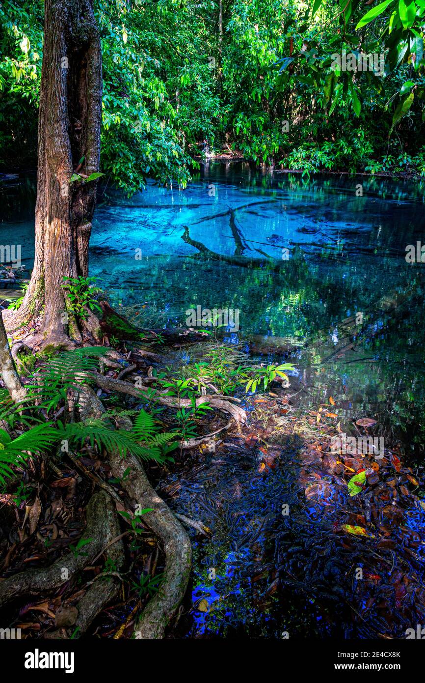 Blue Pool in Krabi Province south of Thailand (Emerald Pool-Krabi Stock ...