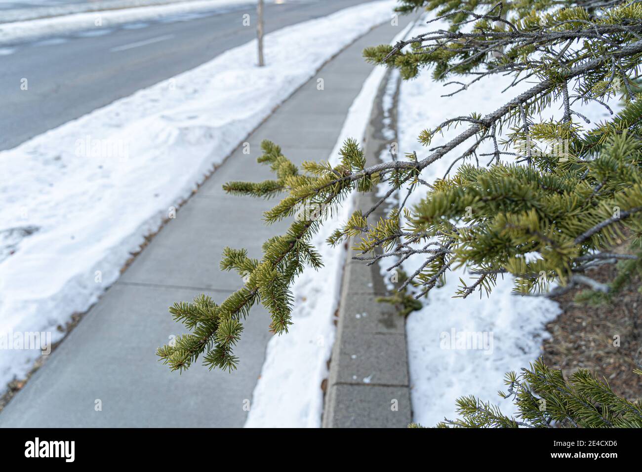 Trees branches above a pavement in winter Stock Photo - Alamy