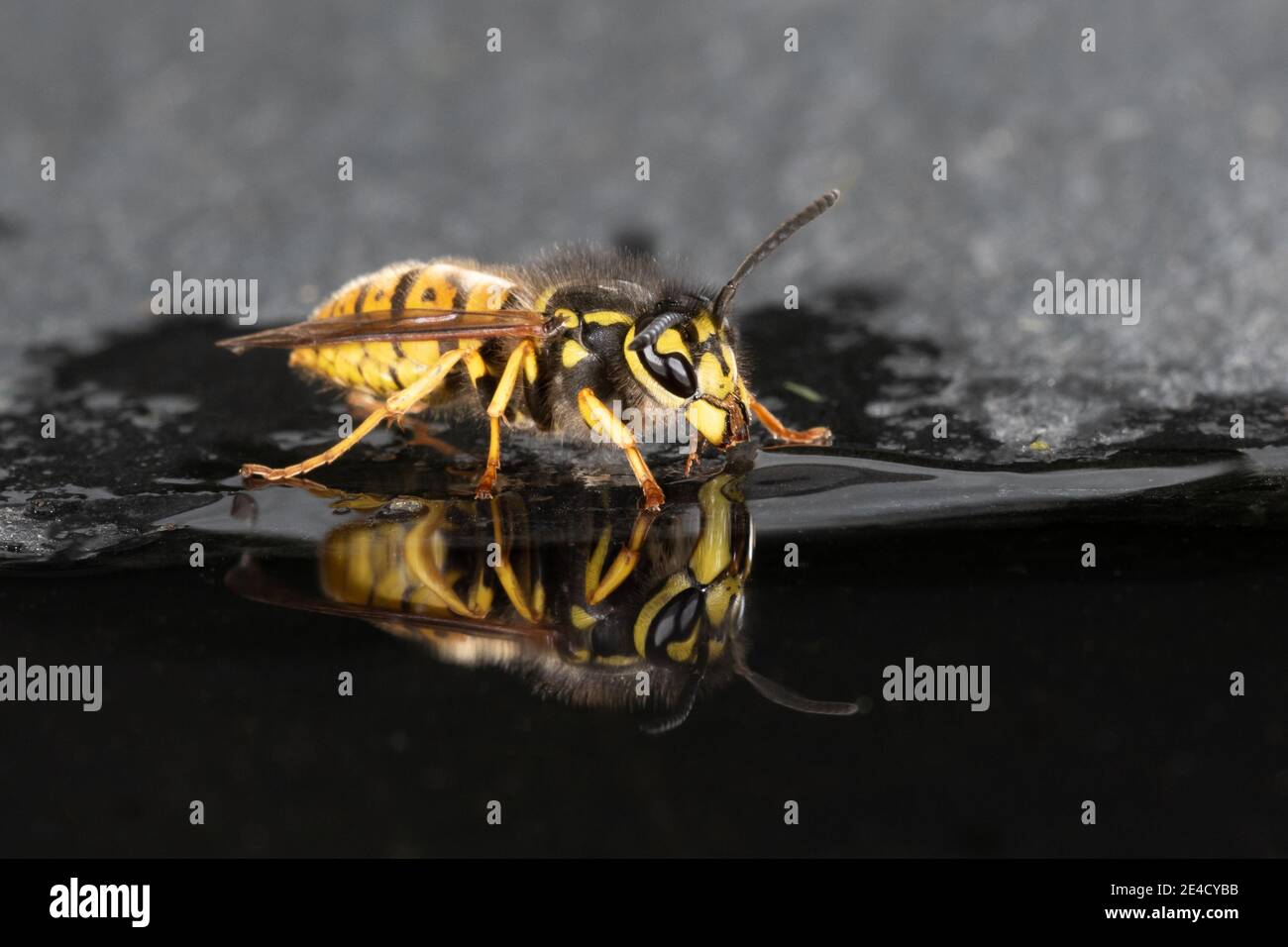 Close up wasp nature hi-res stock photography and images - Alamy