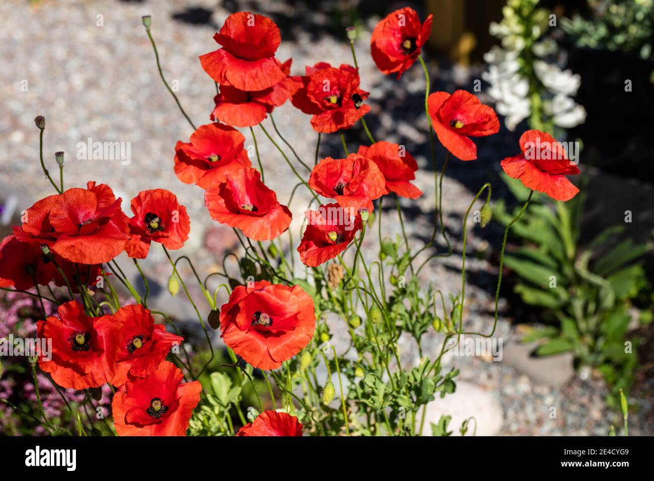 Flowering corn poppy hi-res stock photography and images - Alamy